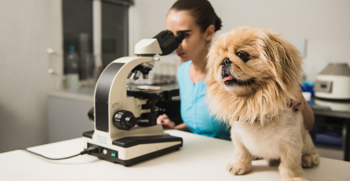 Laboratoire d’Anatomie Pathologique Vétérinaire d’Amboise
